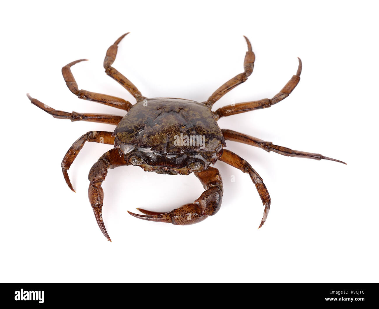 crab on white background Stock Photo - Alamy