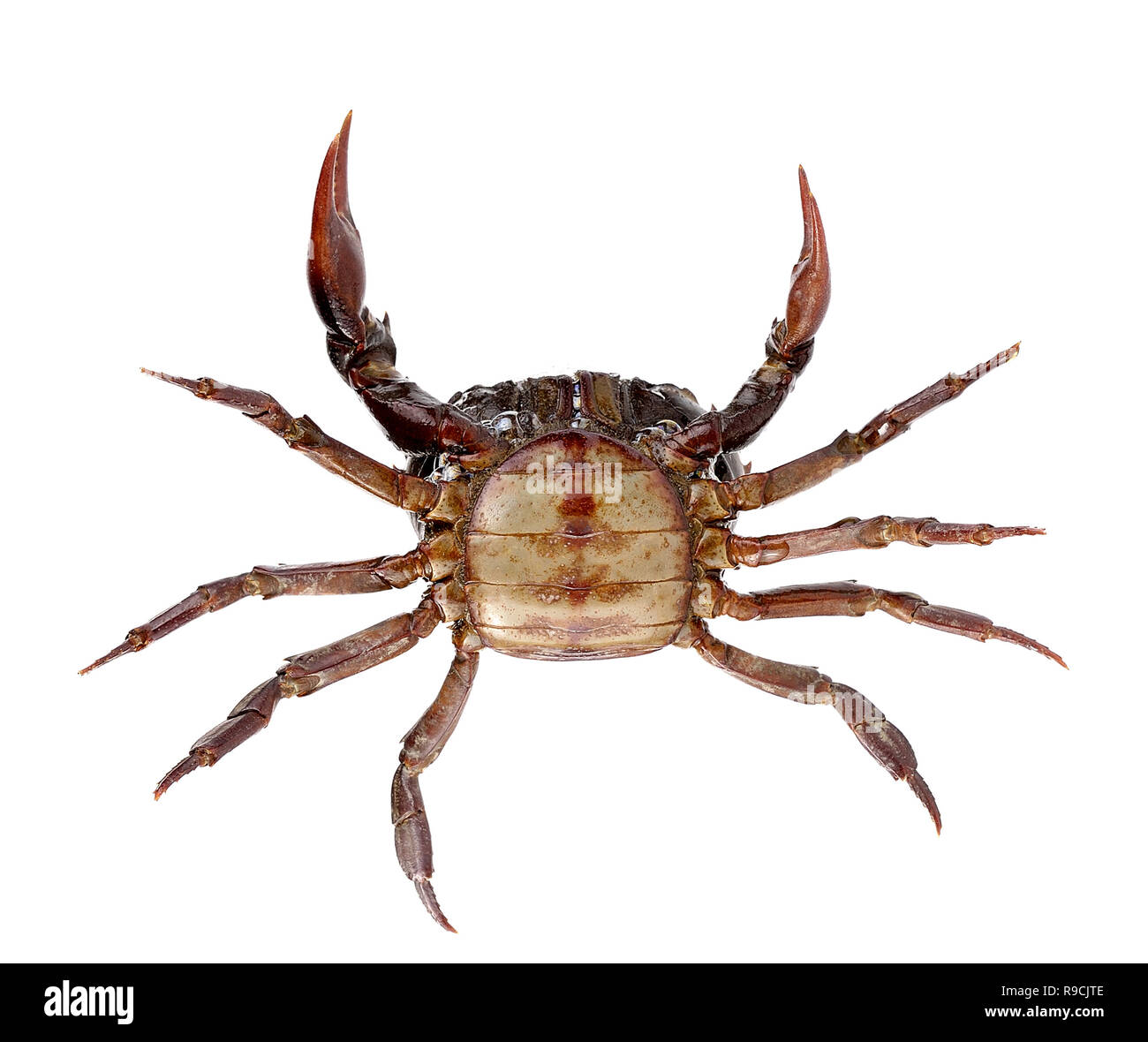 crab on white background Stock Photo - Alamy