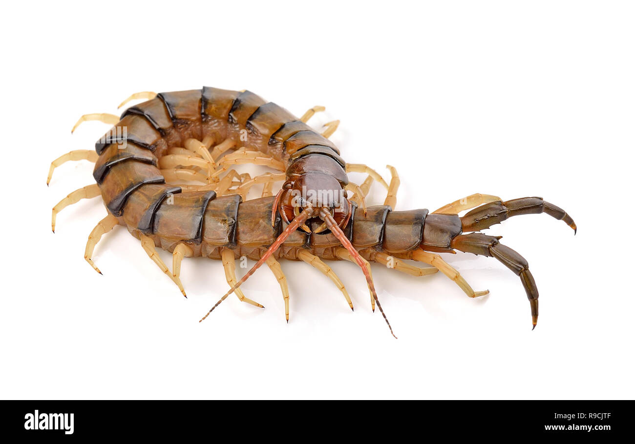 Brown centipede Cut Out Stock Images & Pictures - Alamy