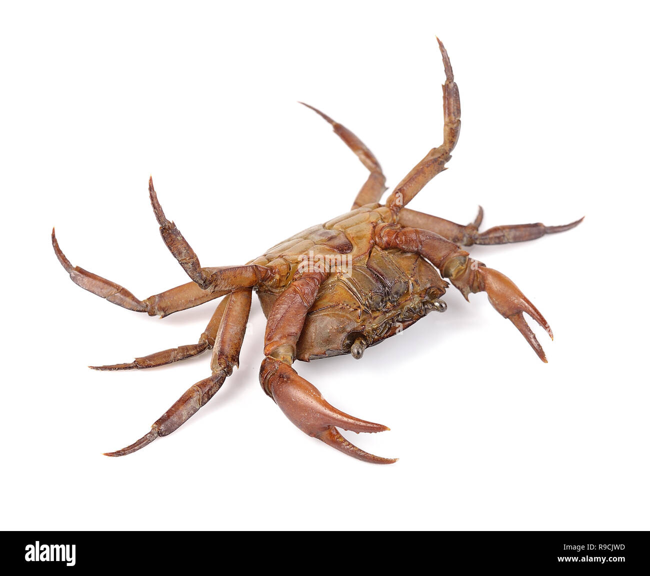 crab on white background Stock Photo - Alamy