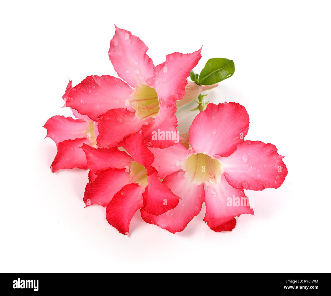 Desert Rose isolated on white background Stock Photo - Alamy