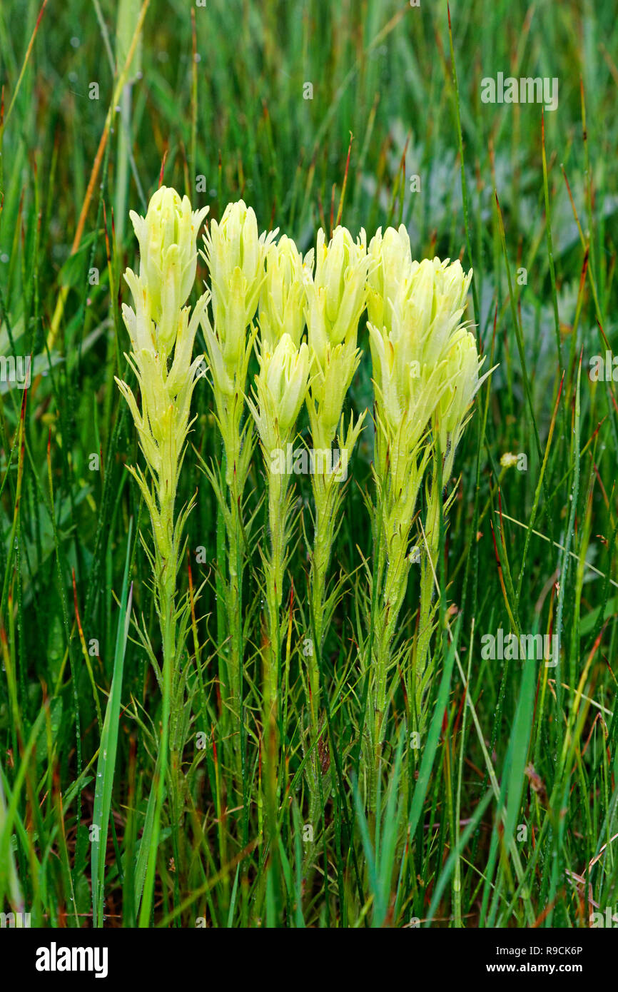 Close up lush green prairie with yellow wildflowers hi-res stock ...