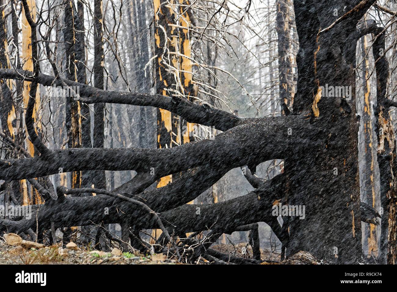 Closeup close up burned conifer trees hi-res stock photography and ...