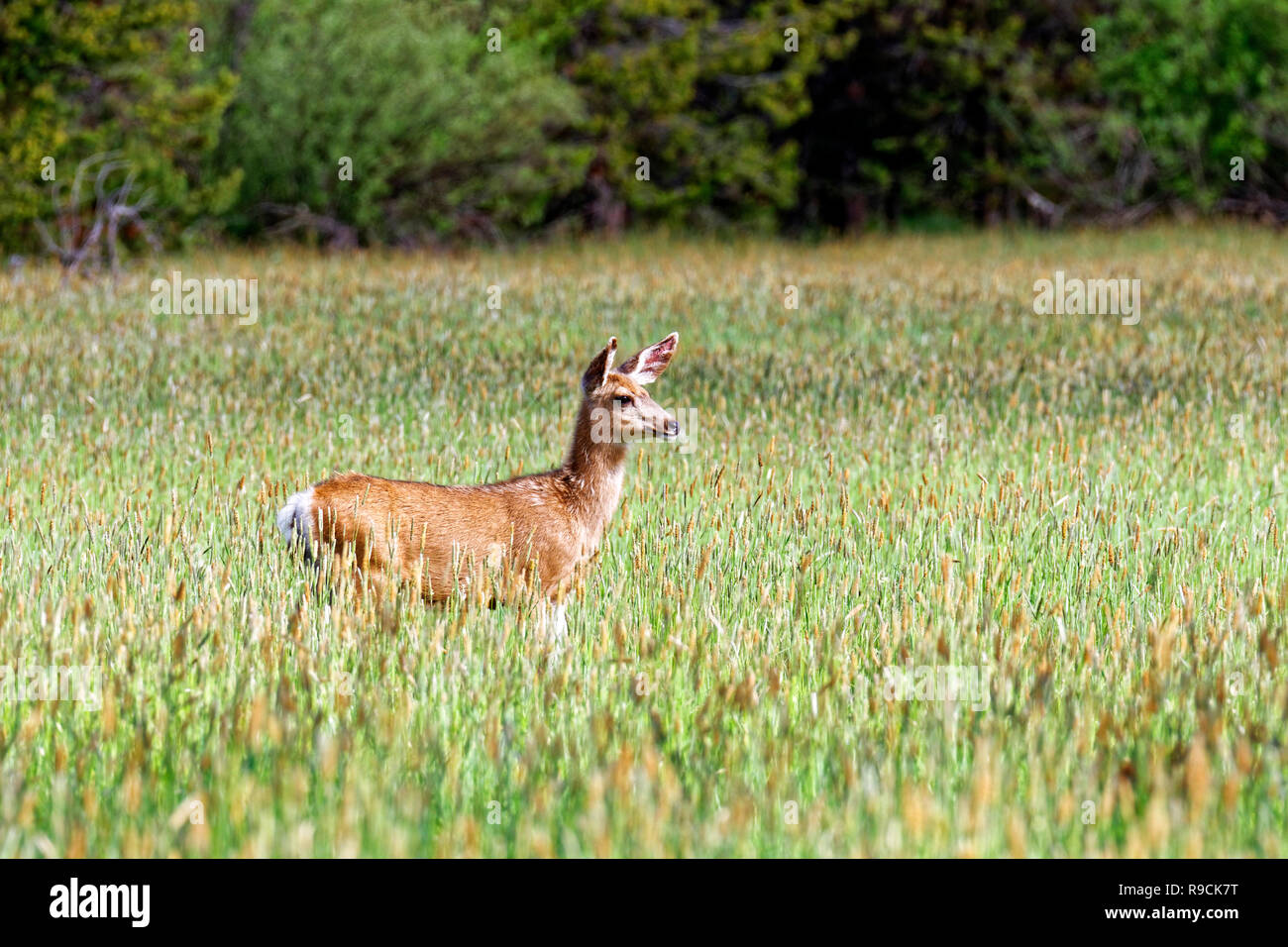 Deer standing broadside looking at you hi-res stock photography and ...