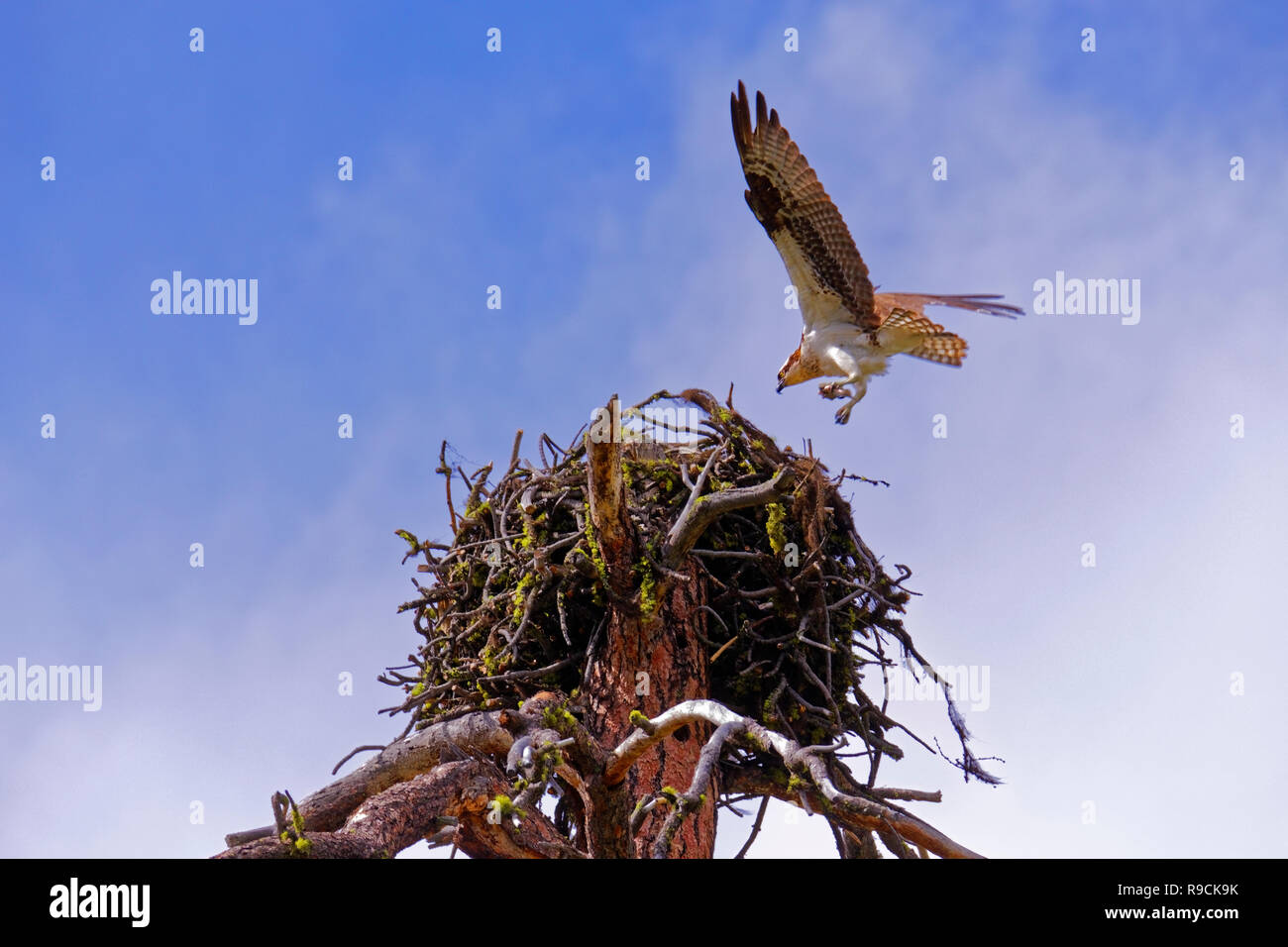Foot of osprey hi-res stock photography and images - Alamy