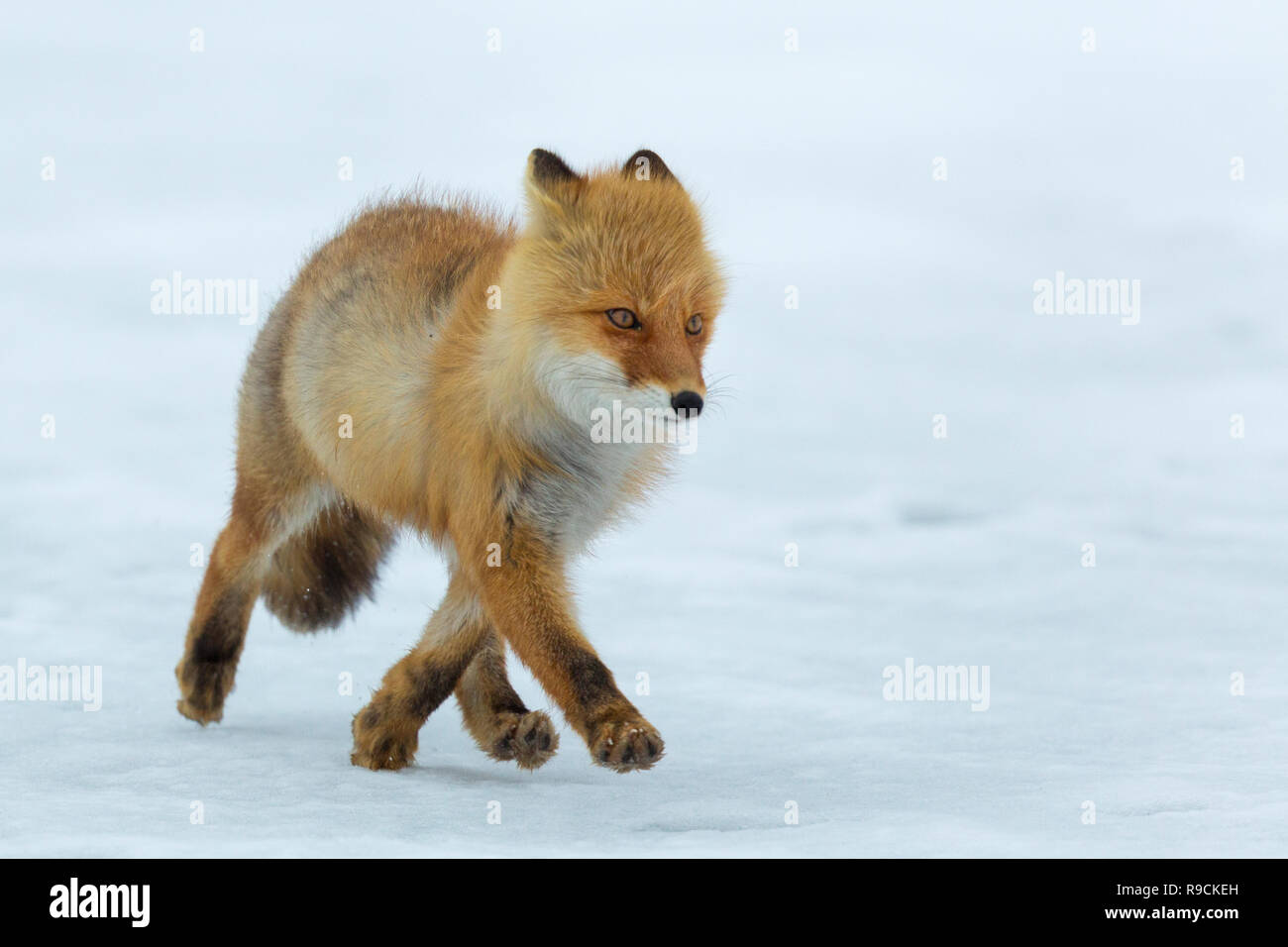 Fox canis vulpes hi-res stock photography and images - Alamy