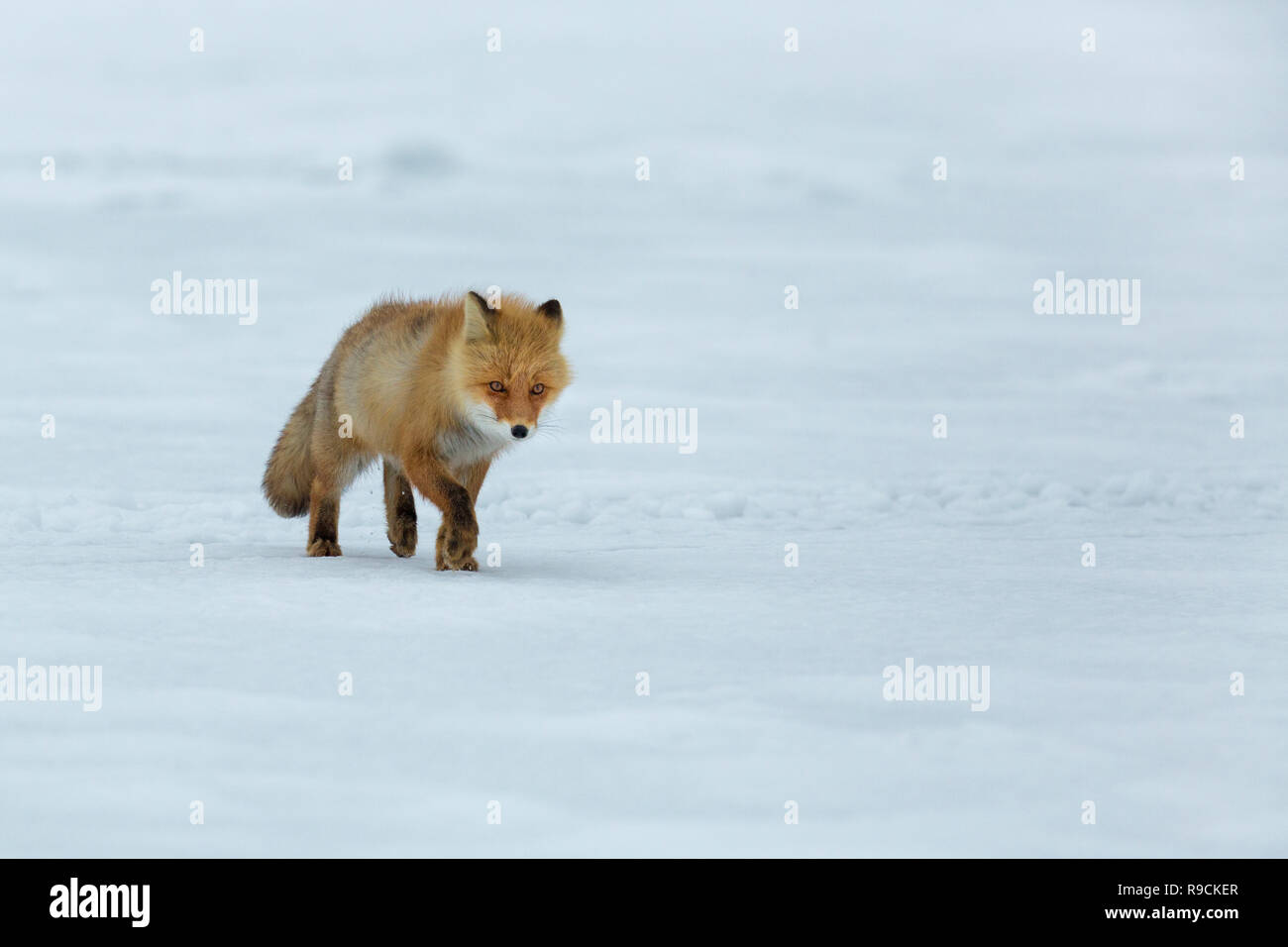 Ezo Red Fox or Vulpes vulpes schrencki in Hokkaido Japan during winter ...