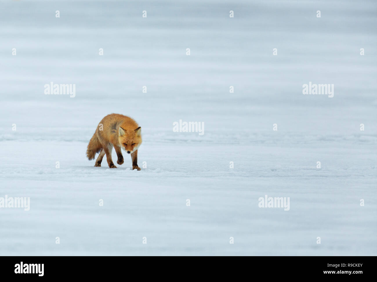 Ezo Red Fox or Vulpes vulpes schrencki in Hokkaido Japan during winter Stock Photo - Alamy