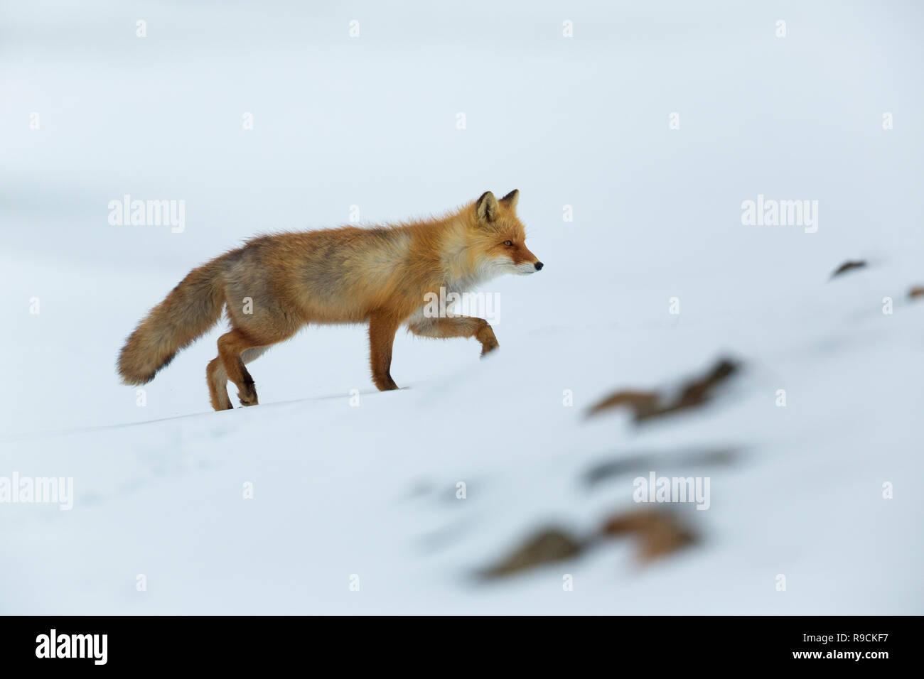 Japan animals hi-res stock photography and images - Alamy
