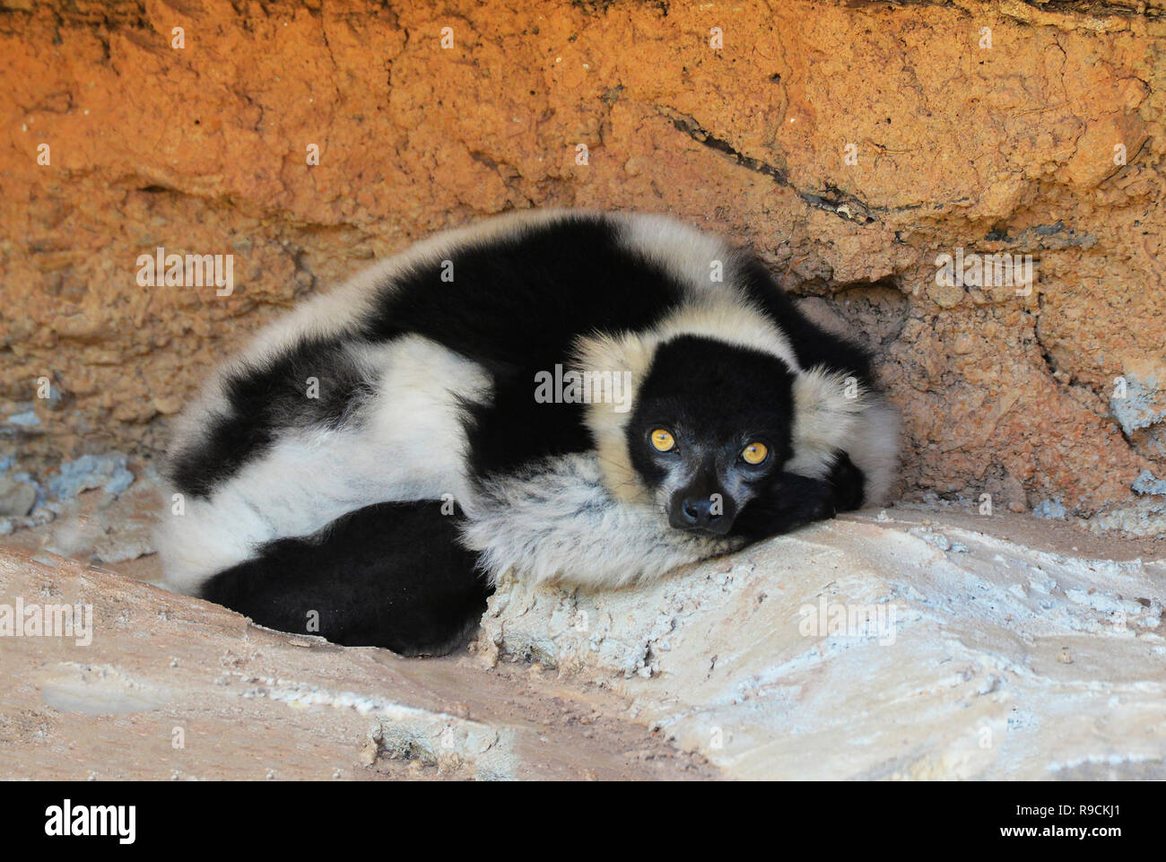 Wildlife lemur / ring tailed lemur white and black eye yellow sleep ...