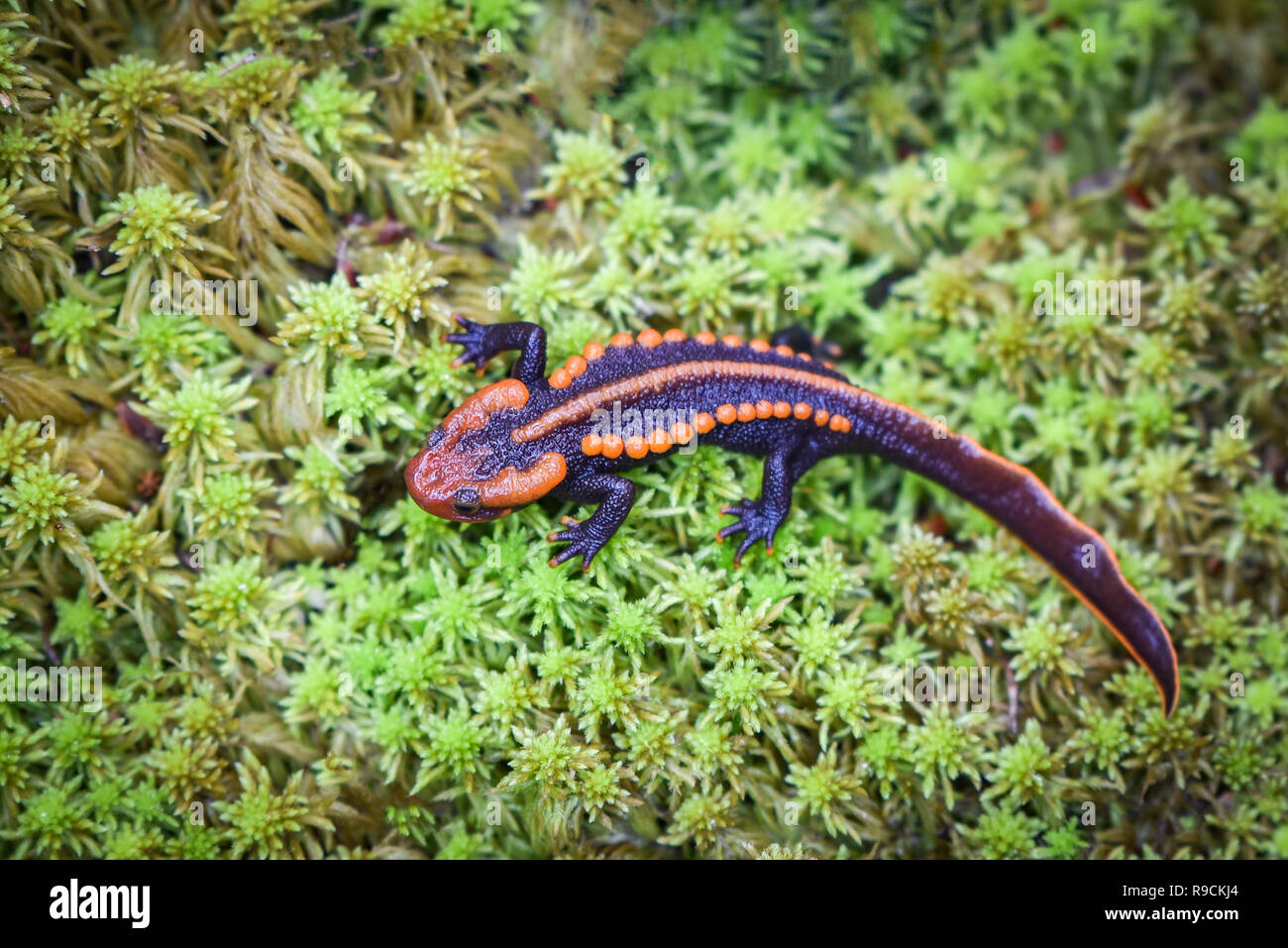 Rare Salamander
