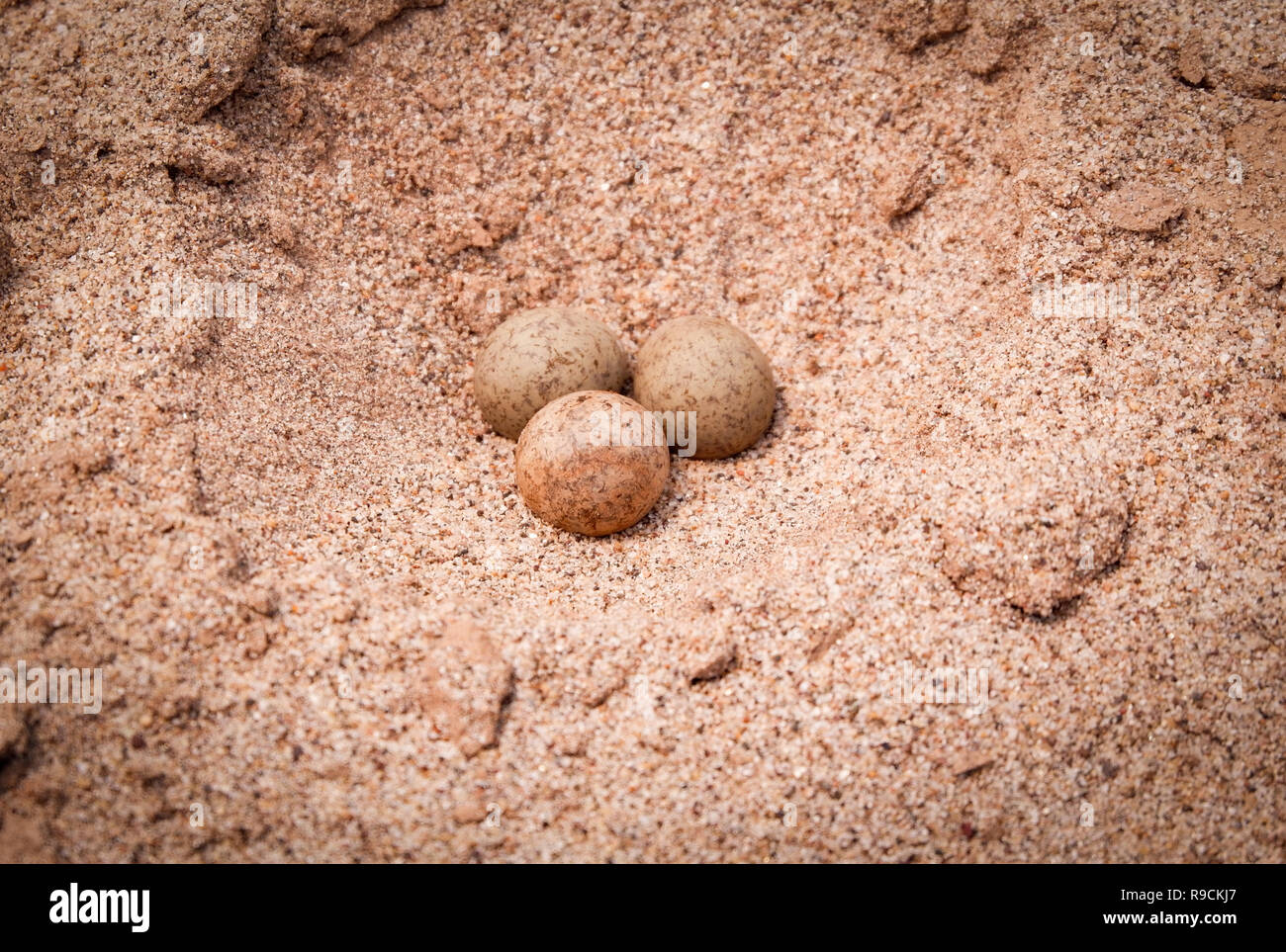 Egg on sand nature / three quail eggs on bird's nest on the ground ...
