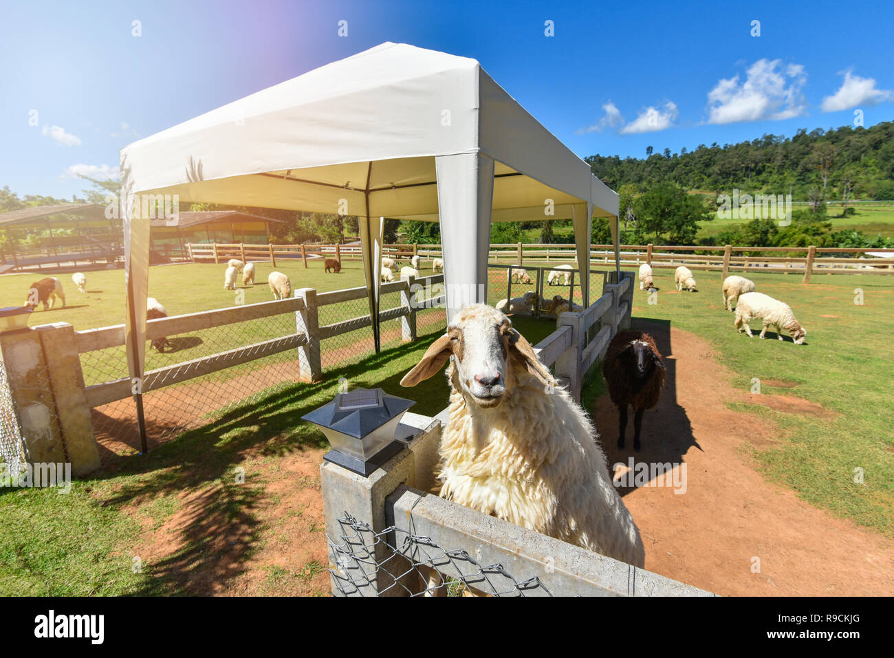 sheep farm mountain / beautiful countryside farm village sheep grazing ...