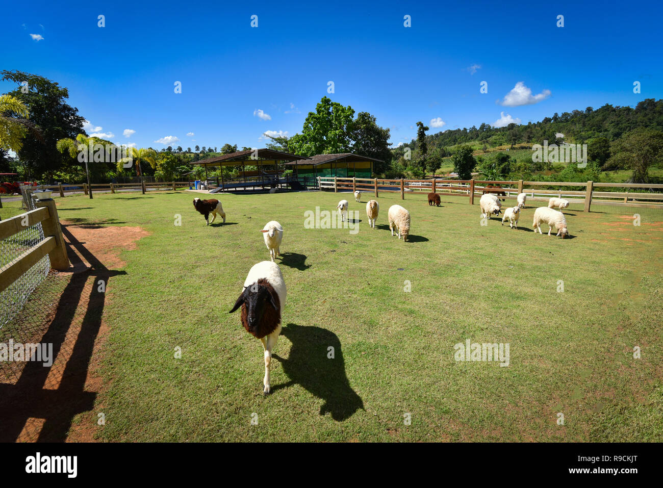 sheep farm mountain / beautiful countryside farm village sheep grazing ...