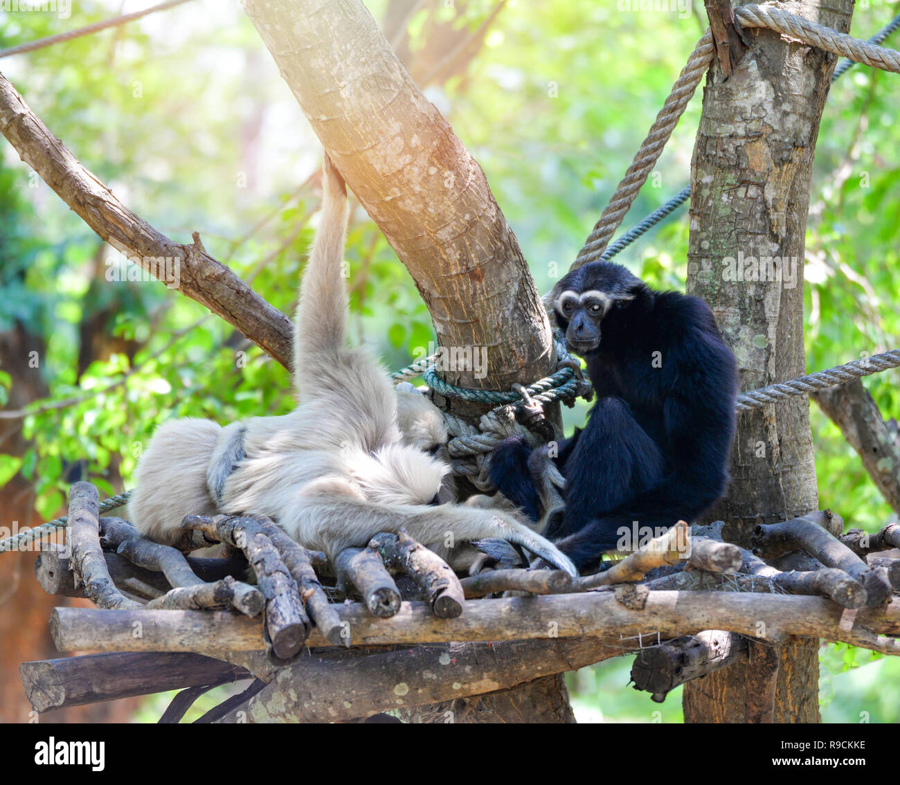 Hoolock Gibbon High Resolution Stock Photography and Images - Alamy