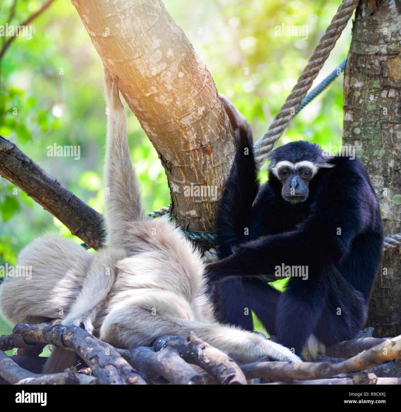 Hylobates hoolock hi-res stock photography and images - Alamy