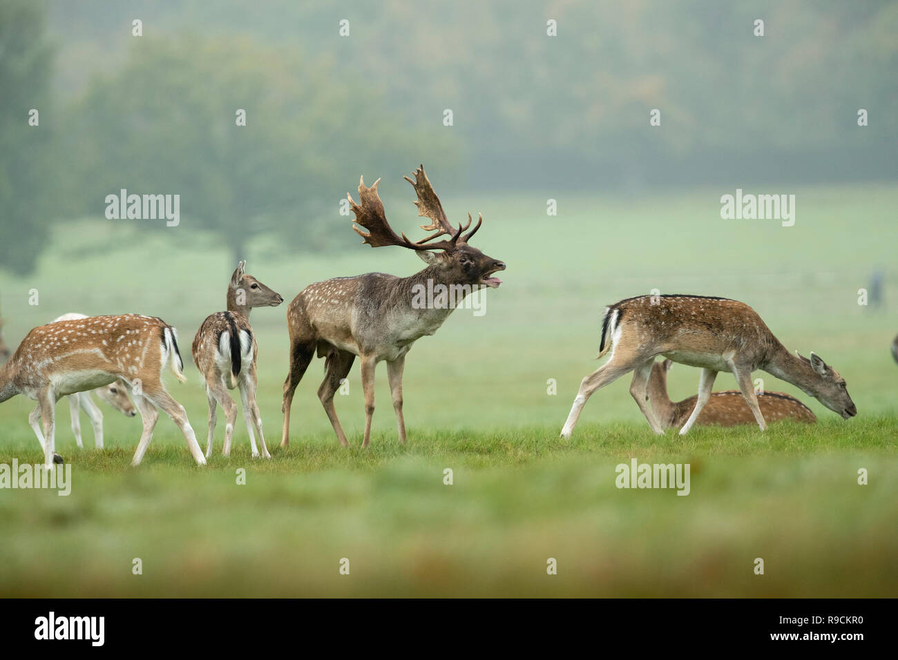 Fallow Deer; Dama dama Single Buck Roaring with Herd London; UK Stock ...