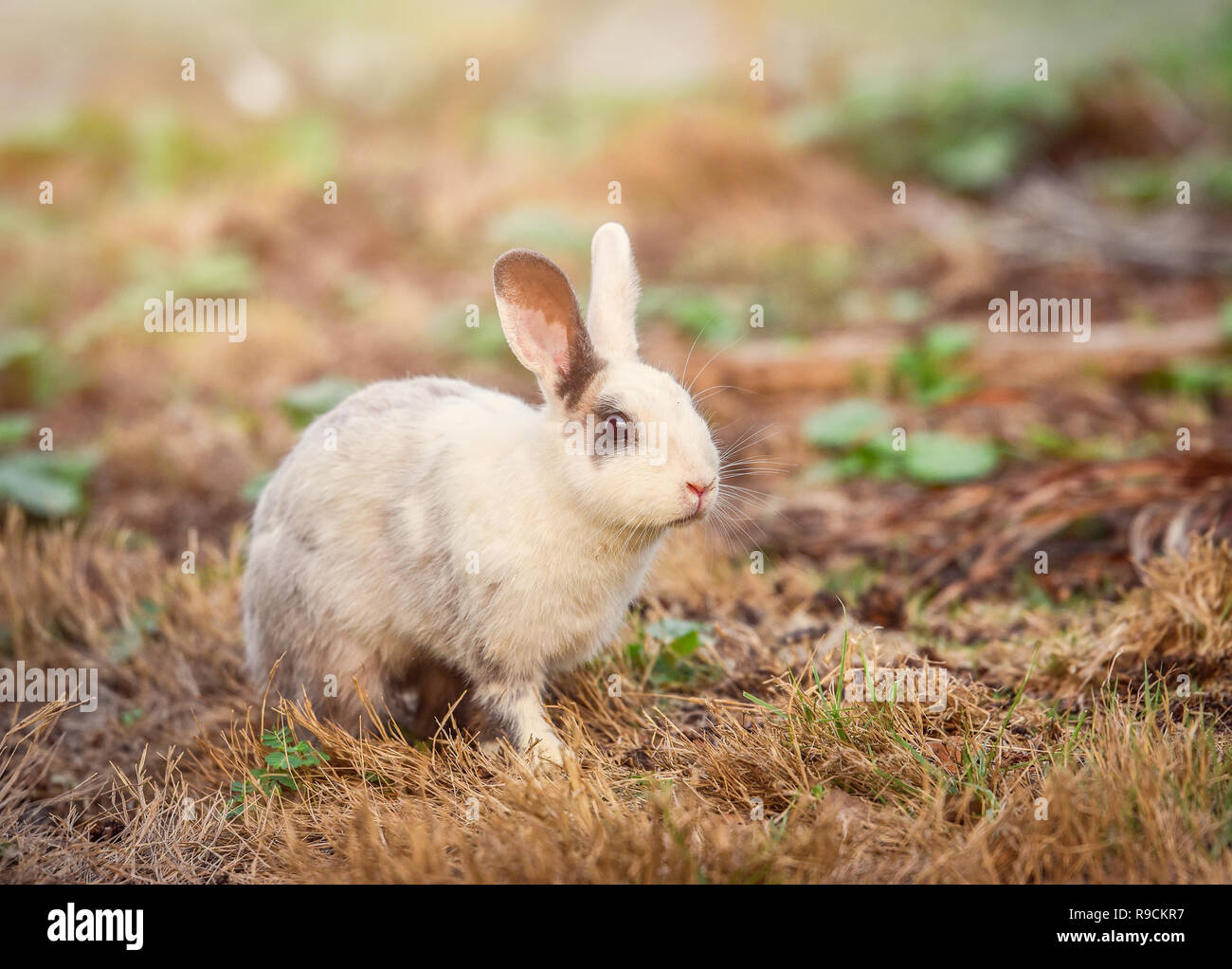 Rabbit on nature / Cute little white rabbit on autumn garden nature ...