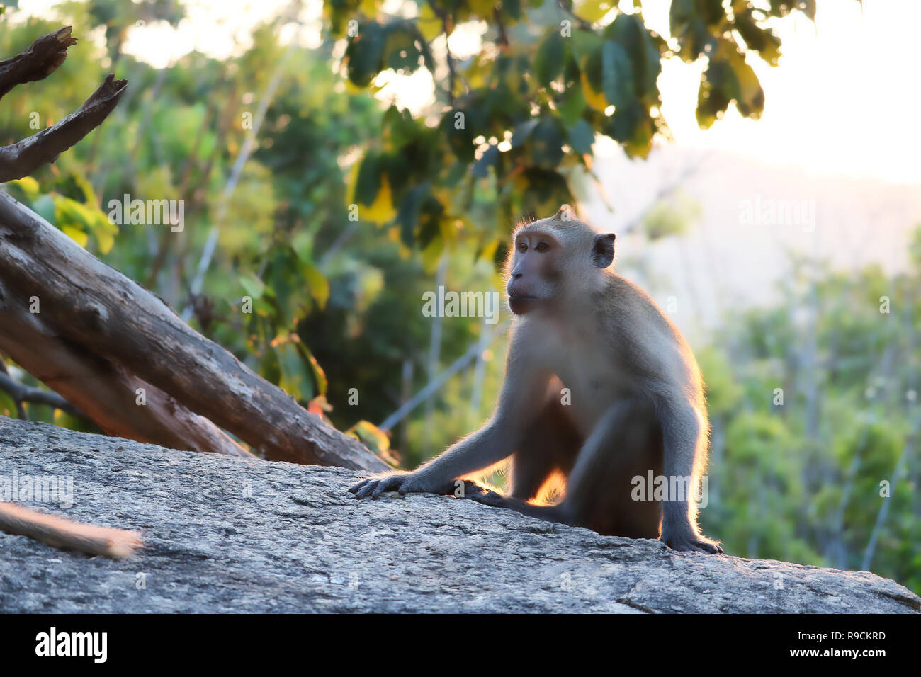Wild macaque monkeys hi-res stock photography and images - Alamy