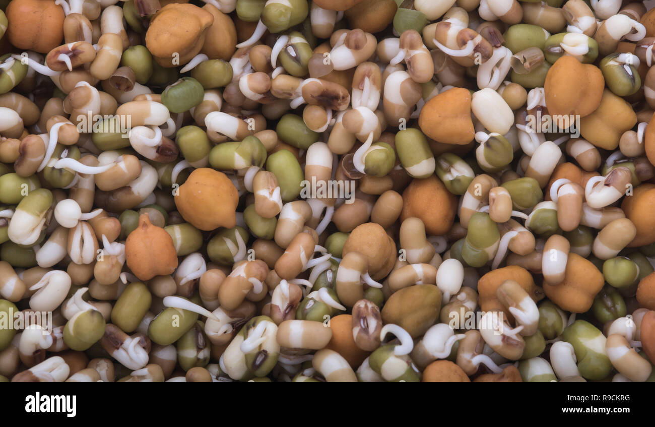 Mumbai / India 13 April 2017 Sprout seeds Mixed Sprouted grains ...