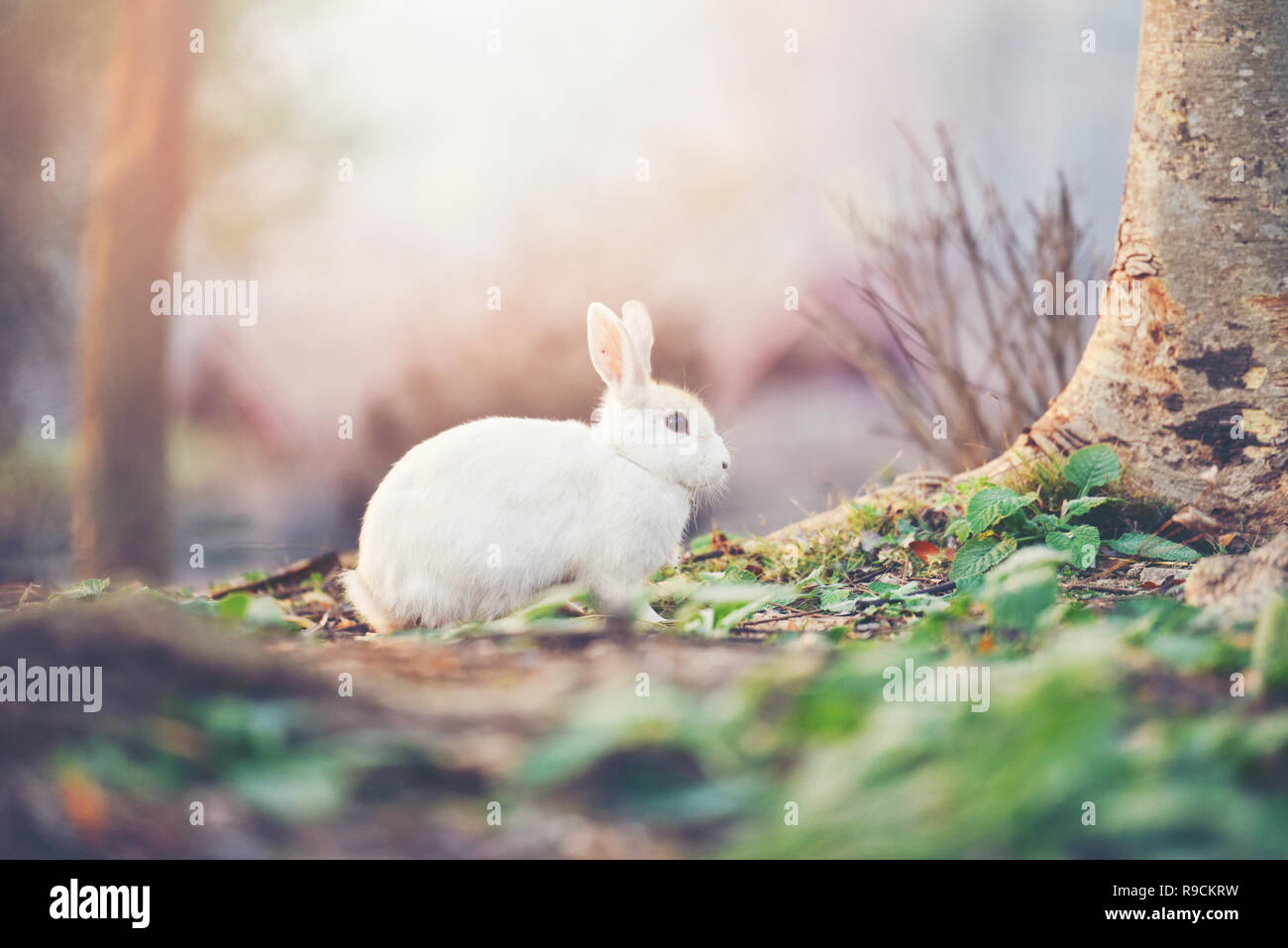 rabbit on nature / cute little white rabbit on autumn garden nature ...