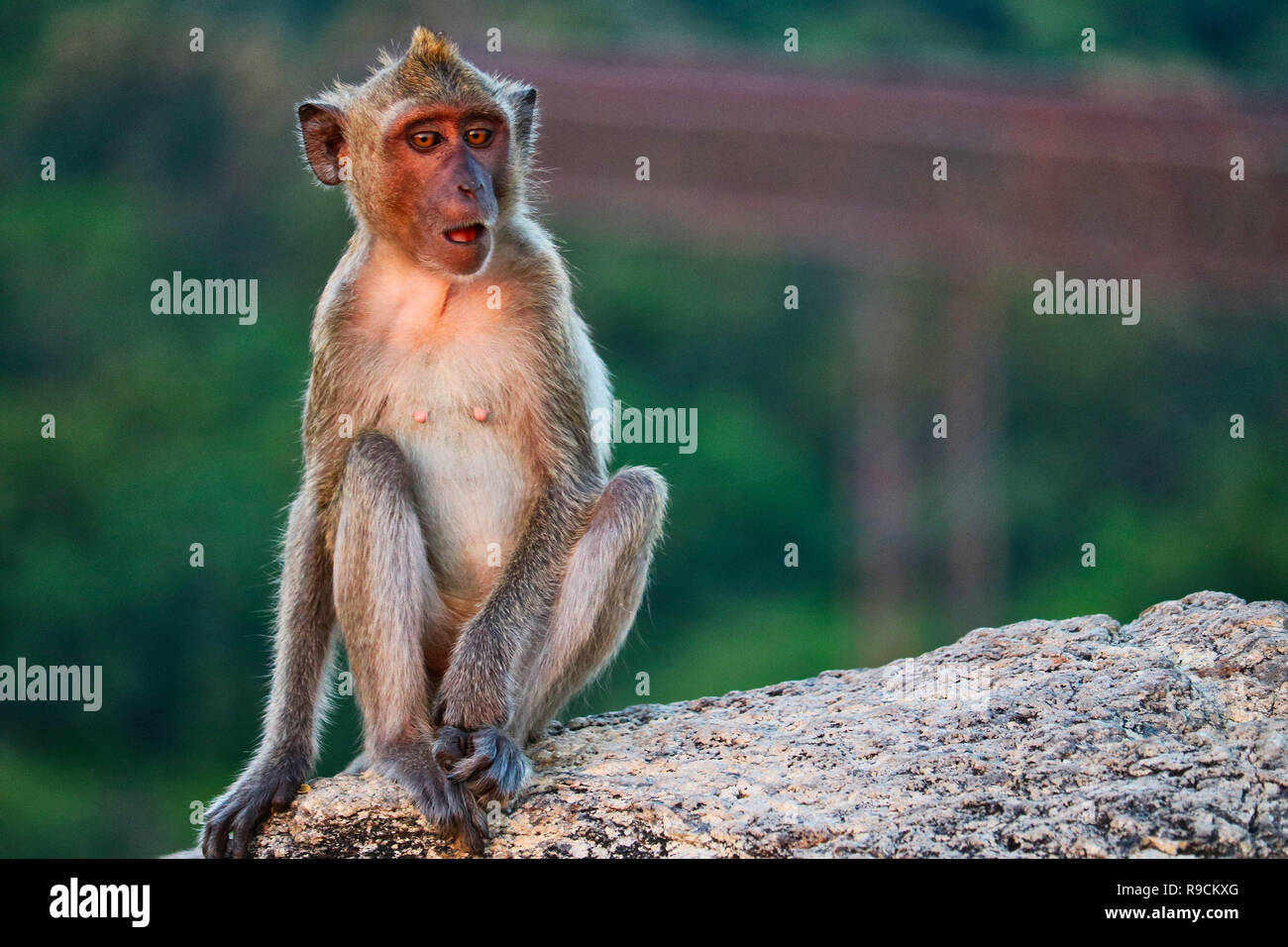 Wild macaque monkeys hi-res stock photography and images - Alamy