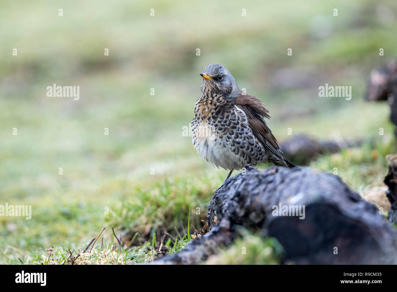 Fieldfare; Turdus pilaris Cornwall; UK Stock Photo - Alamy