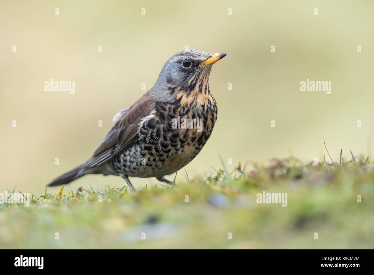 Fieldfare; Turdus pilaris Cornwall; UK Stock Photo - Alamy