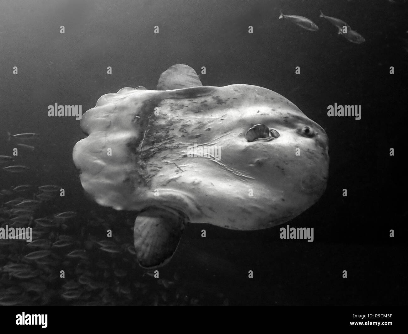 Mondfisch - Mola Mola Stock Photo - Alamy
