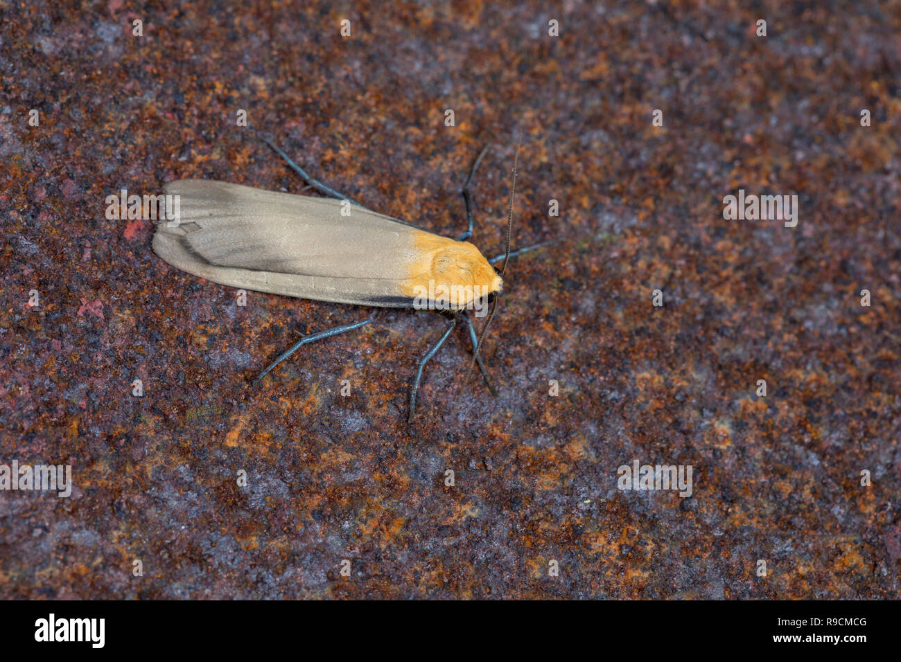Four Spotted Footman Moth; Lithosia quadra Single Male Cornwall; UK ...