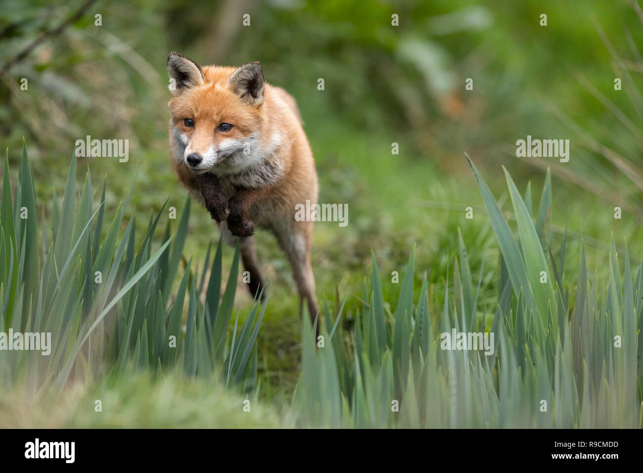 Fox jumping hi-res stock photography and images - Alamy