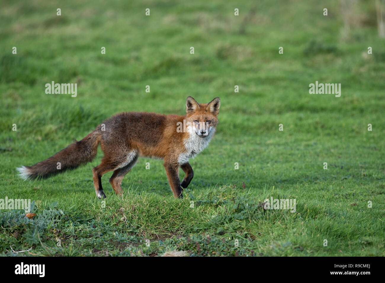Walking fox hi-res stock photography and images - Alamy