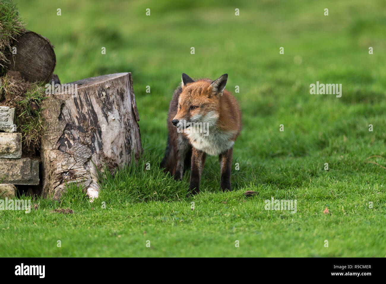 Fox; Vulpes vulpes Cornwall; UK Stock Photo - Alamy