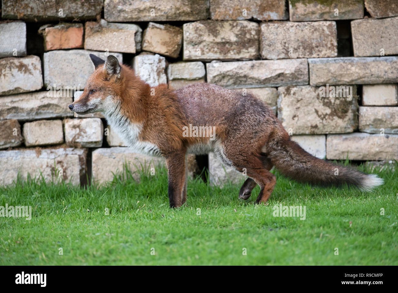Fox mange hi-res stock photography and images - Alamy