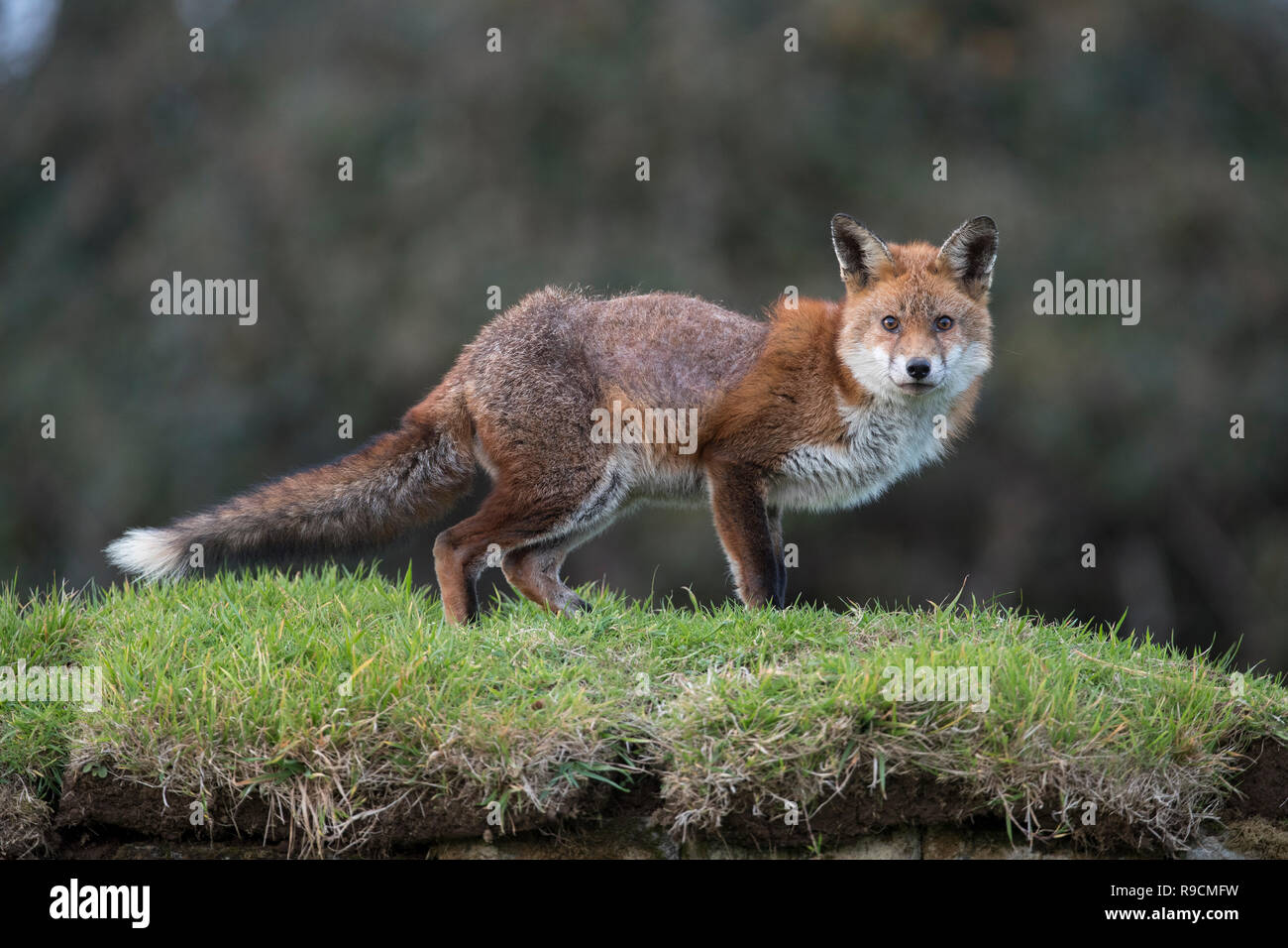 Fox; Vulpes vulpes Single With Mange Cornwall; UK Stock Photo - Alamy