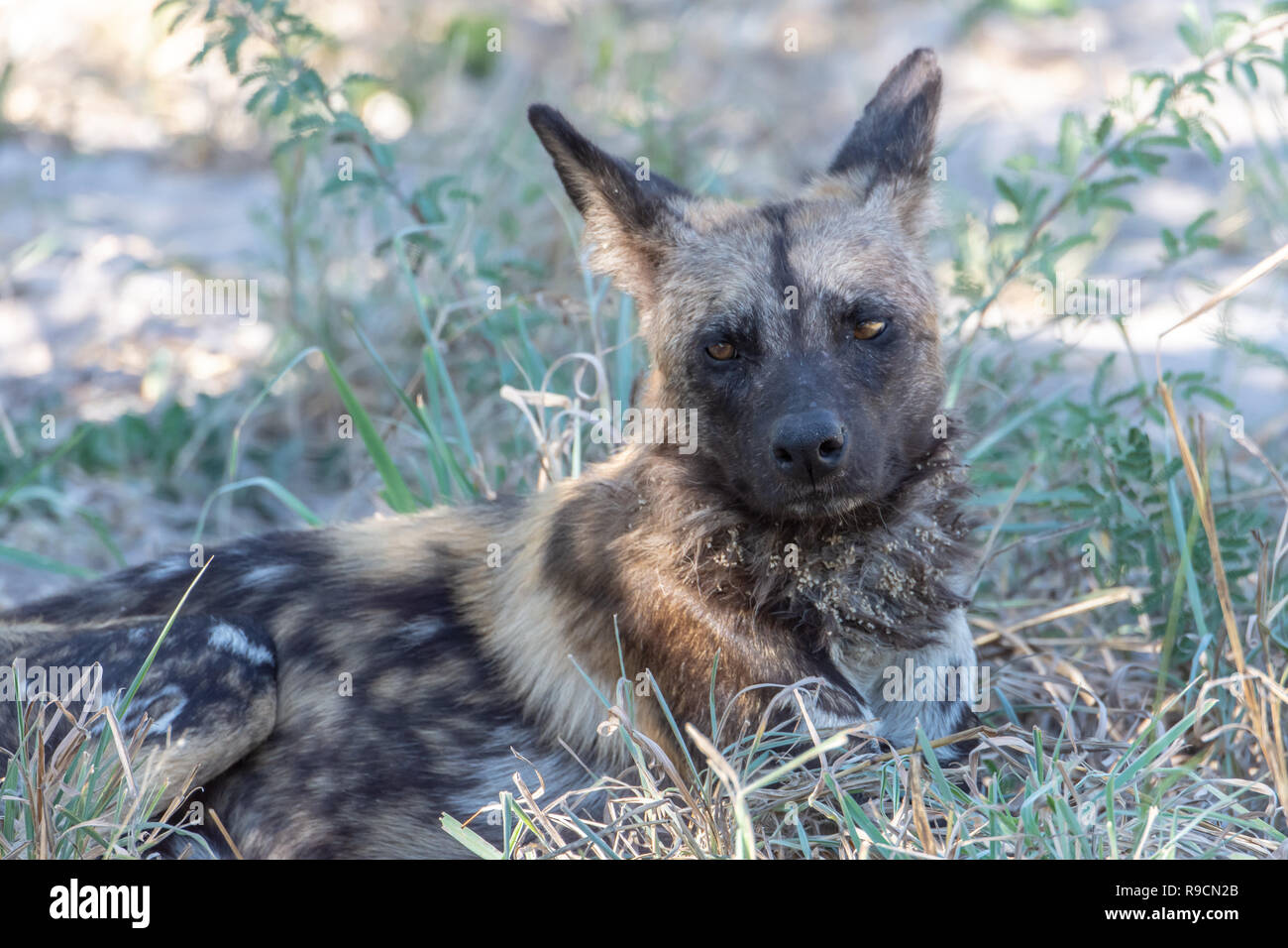 Endangered African wild dog (Lycaon pictus) in Botswana, Africa Stock ...