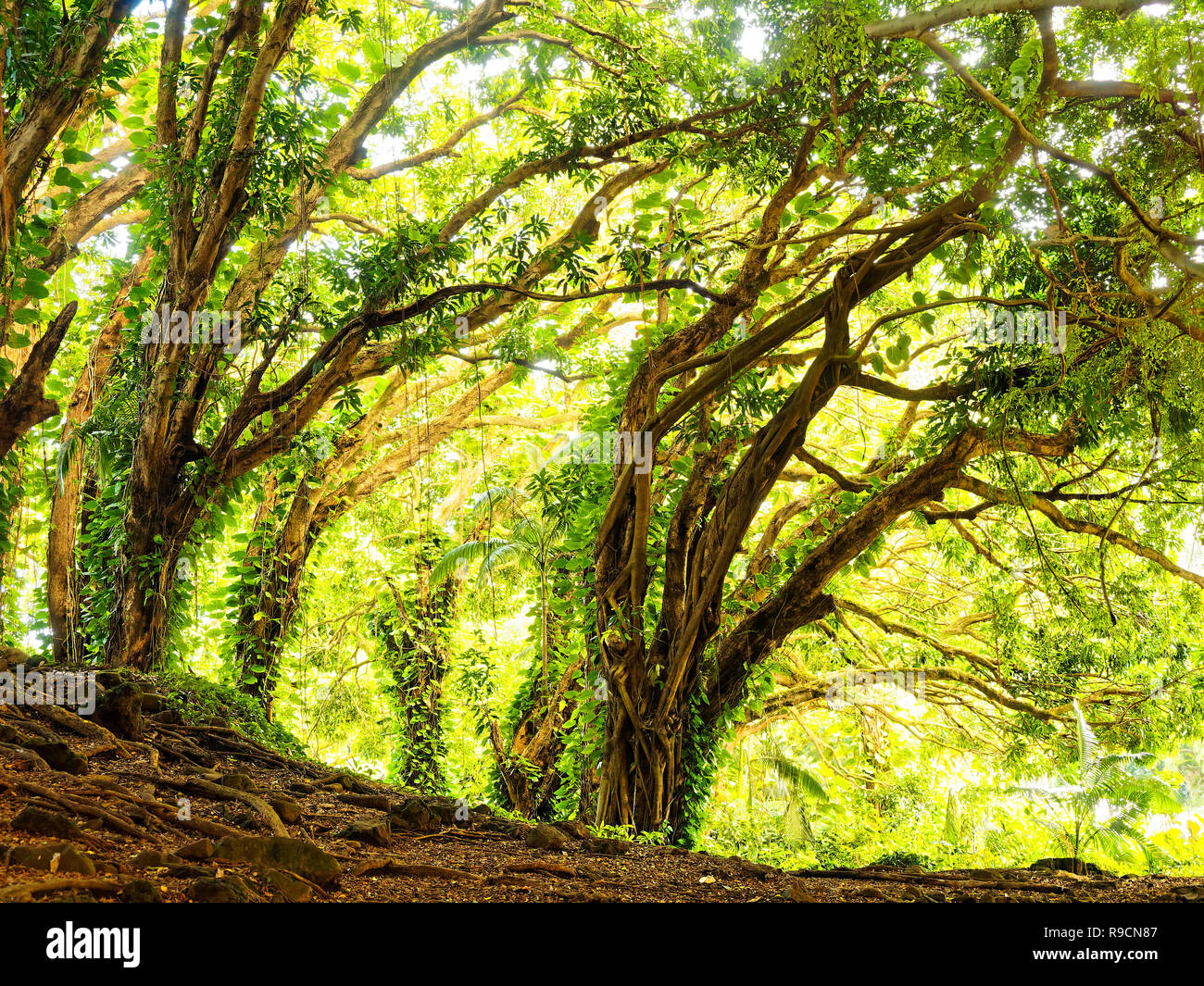 Banyan leaf hi-res stock photography and images - Alamy