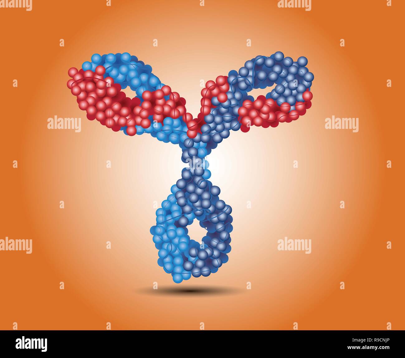 Monoclonal Antibody Stock Photos & Monoclonal Antibody Stock Images - Alamy