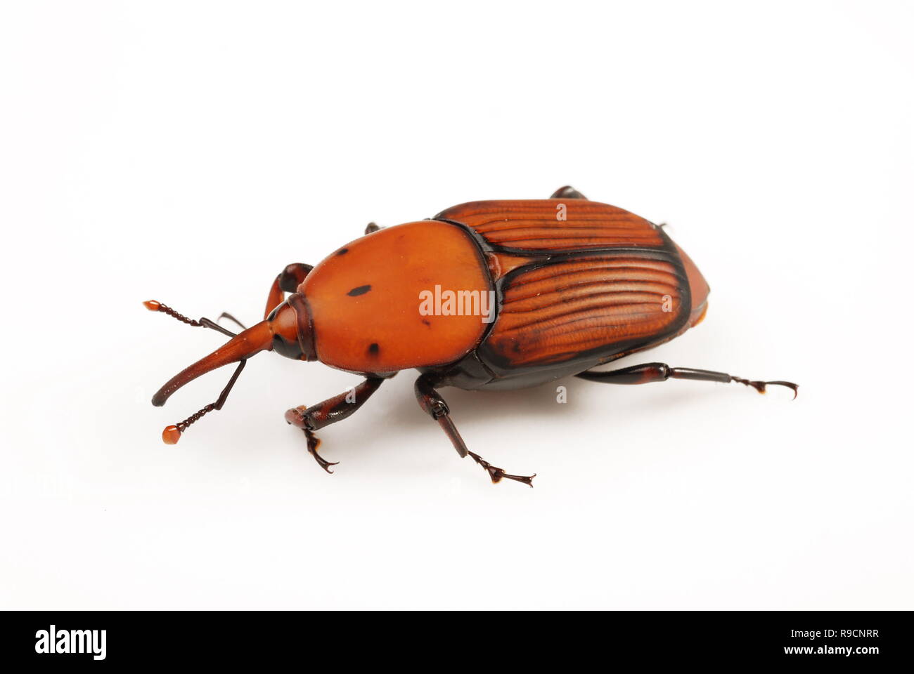 Red weevil, insect killer Stock Photo - Alamy