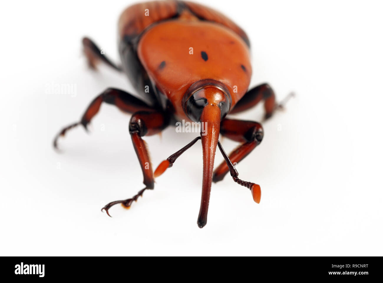 Guinea Worm Parasite High Resolution Stock Photography and Images - Alamy