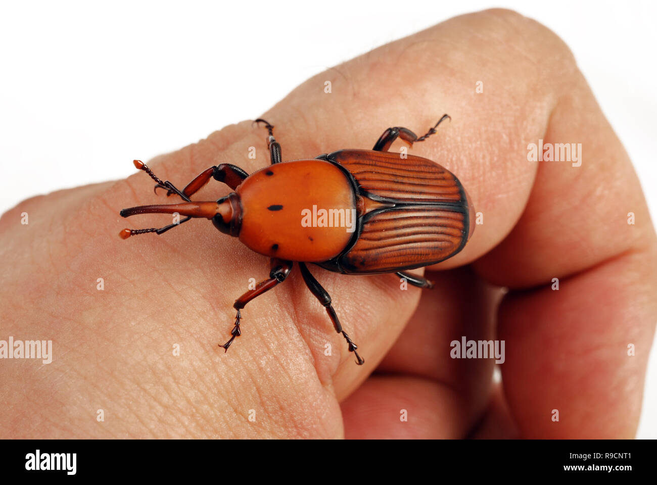 Killer punch hi-res stock photography and images - Alamy