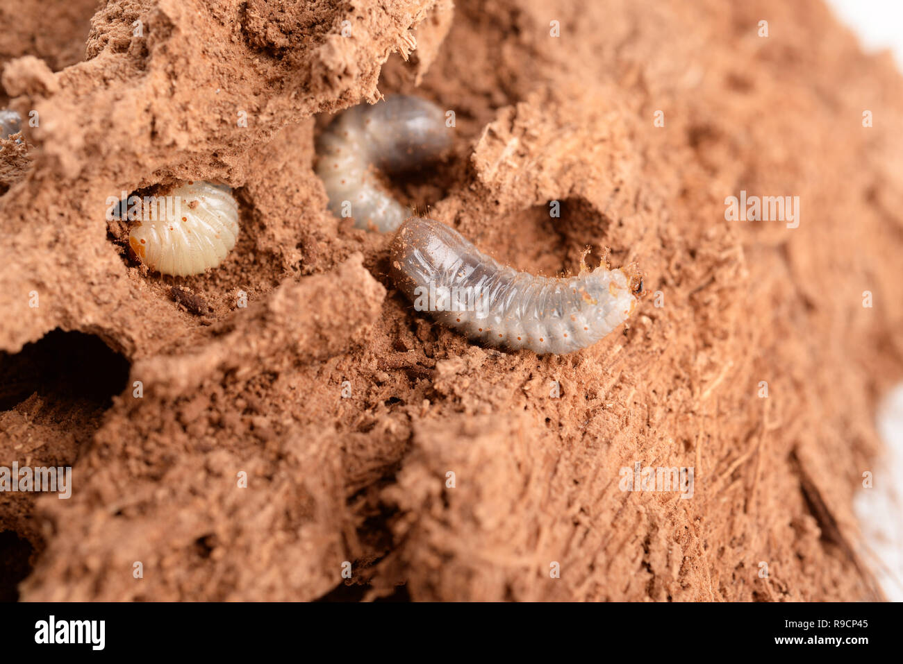 Palm weevil larvae hi-res stock photography and images - Alamy