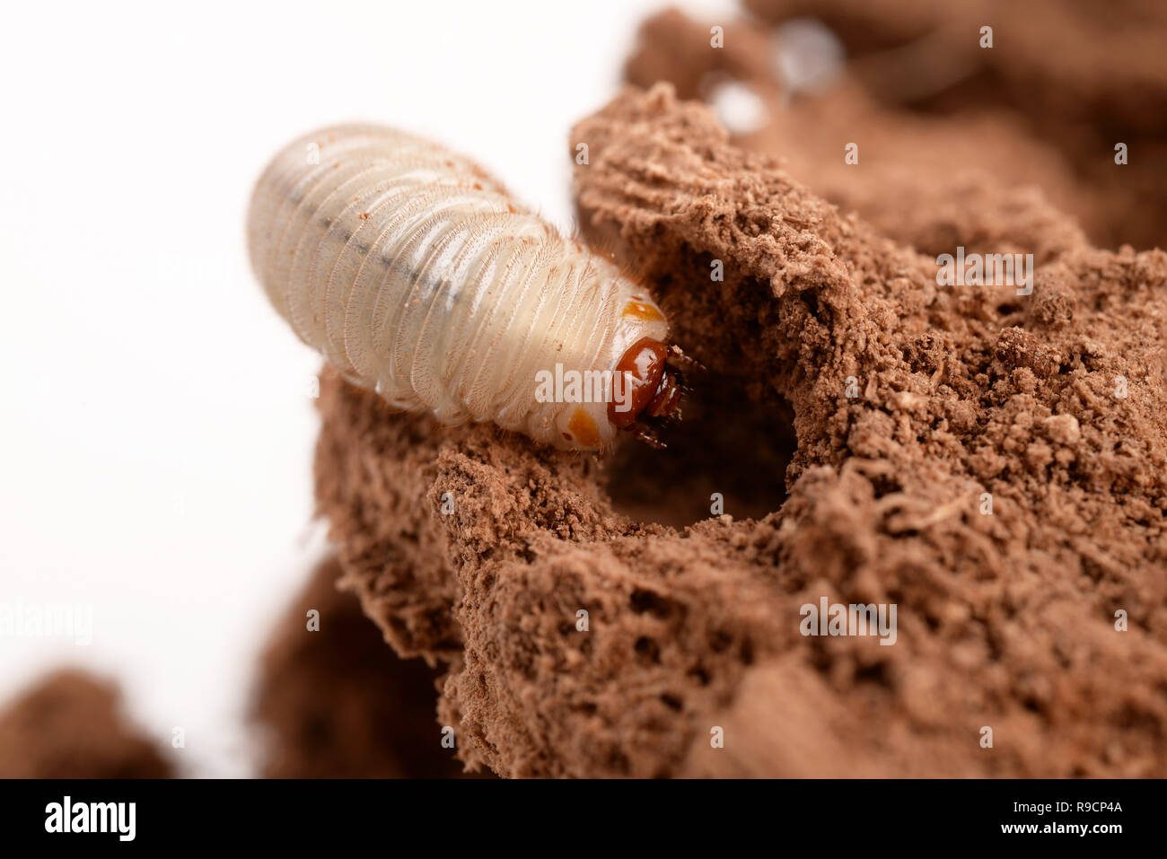 Palm Weevil Larvae High Resolution Stock Photography and Images - Alamy