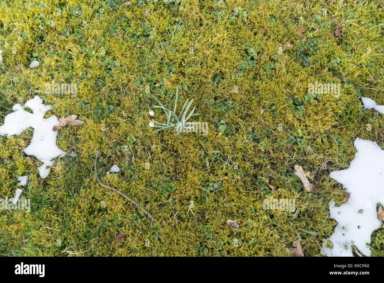 Moss surface with snow as background Stock Photo - Alamy