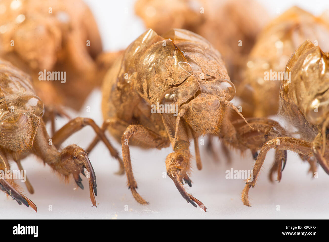 Eastern North Armerica cicada nymph shells, cicada emergence ...