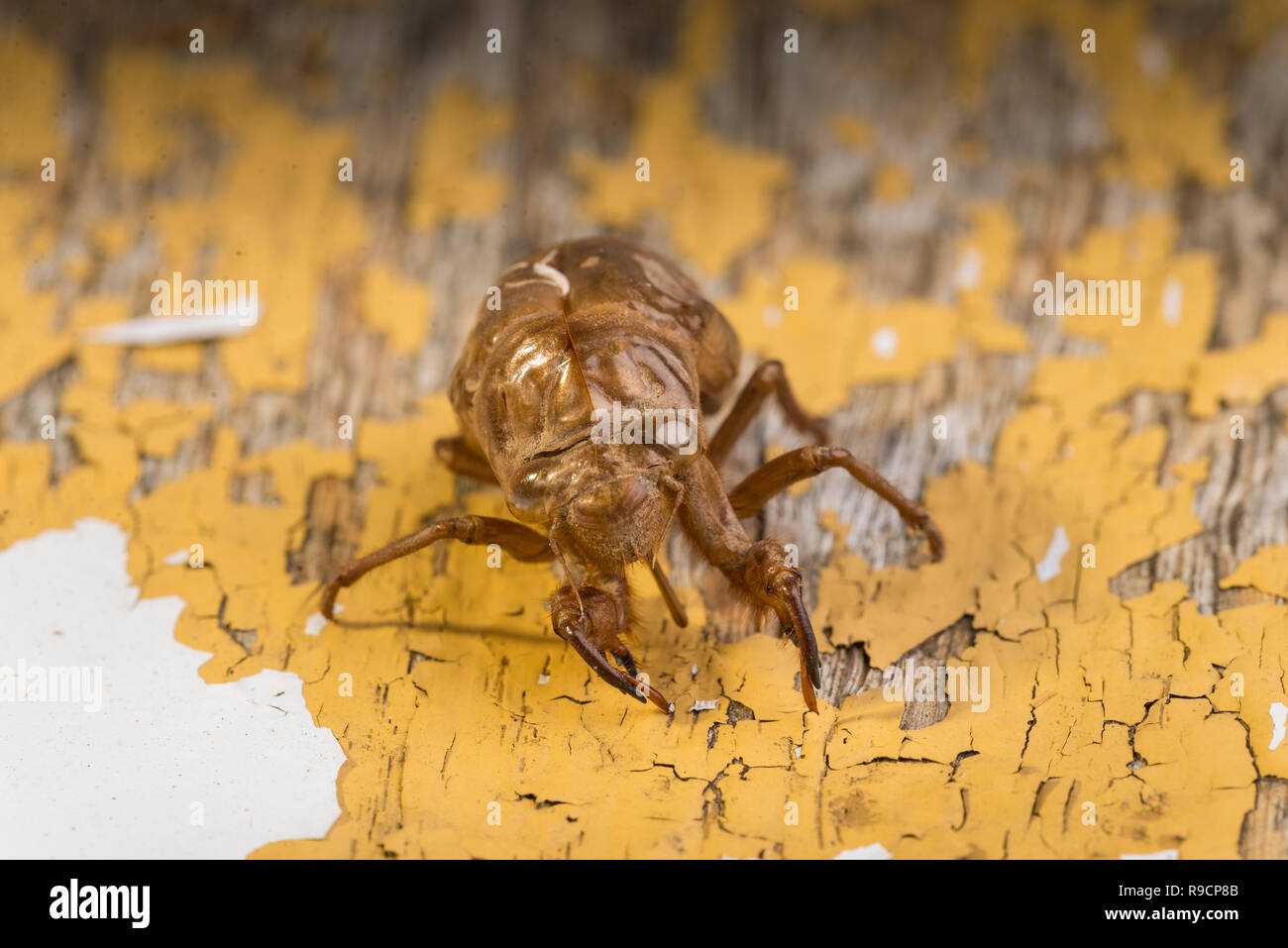 Eastern North Armerica cicada nymph shell, cicada emergence, periodical ...