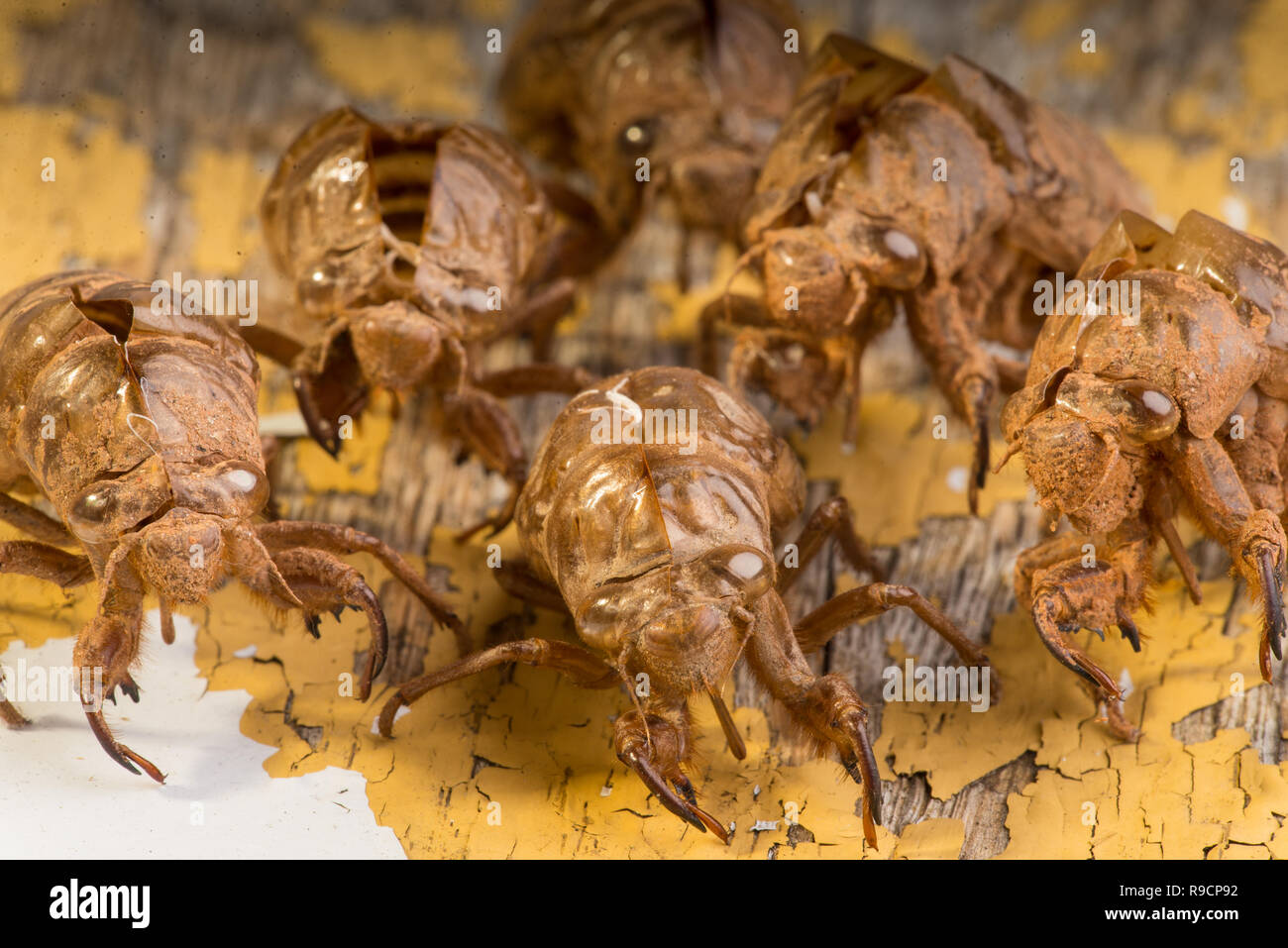 Eastern North Armerica cicada nymph shells, cicada emergence ...