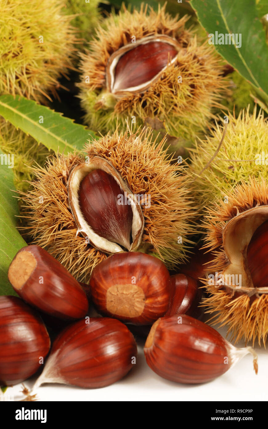 Open and closed chestnuts hi-res stock photography and images - Alamy