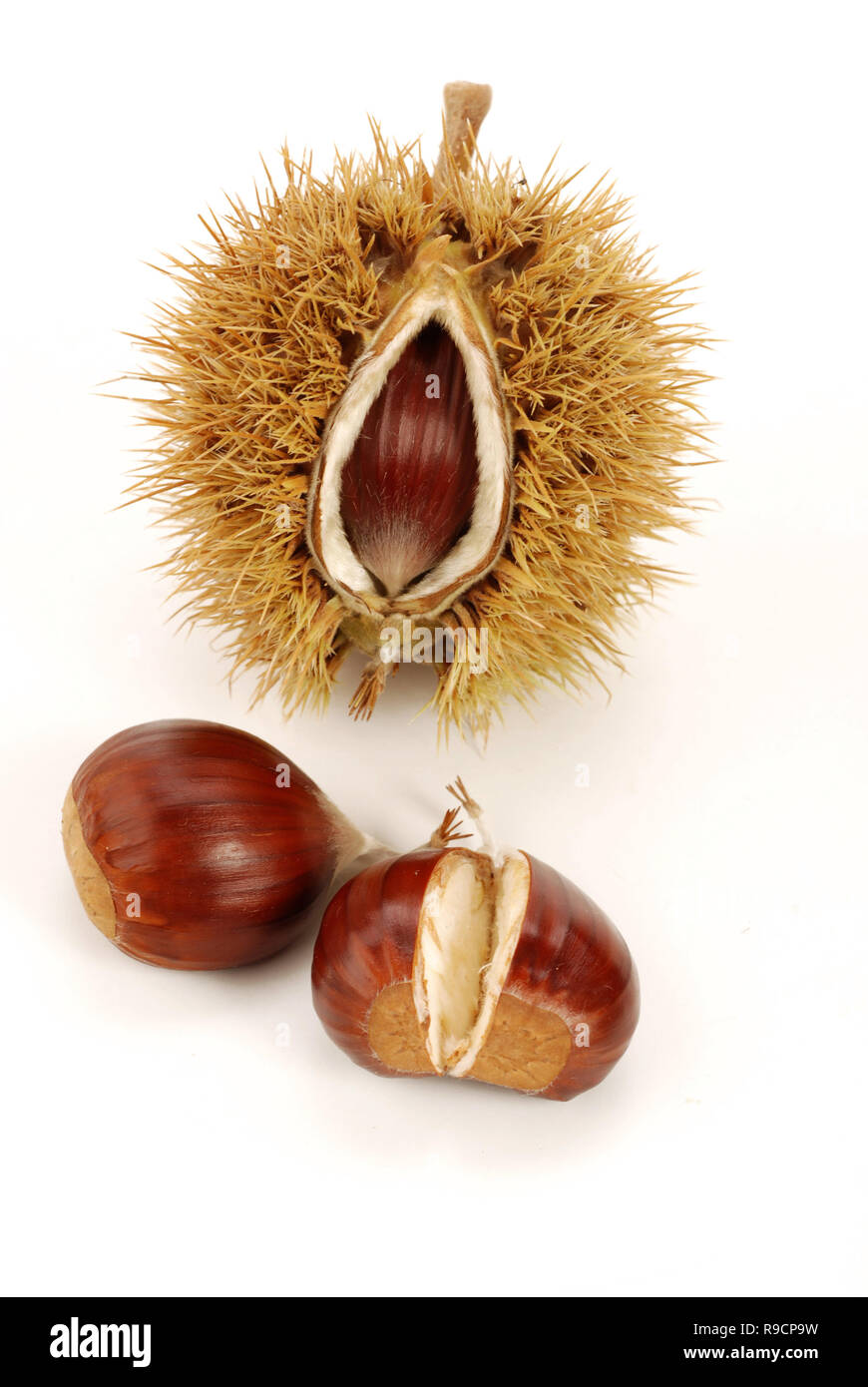 Open and closed chestnuts hi-res stock photography and images - Alamy