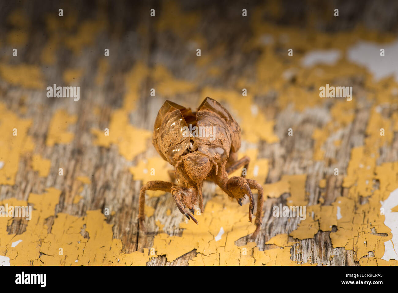 Eastern North Armerica cicada nymph shell, cicada emergence, periodical ...